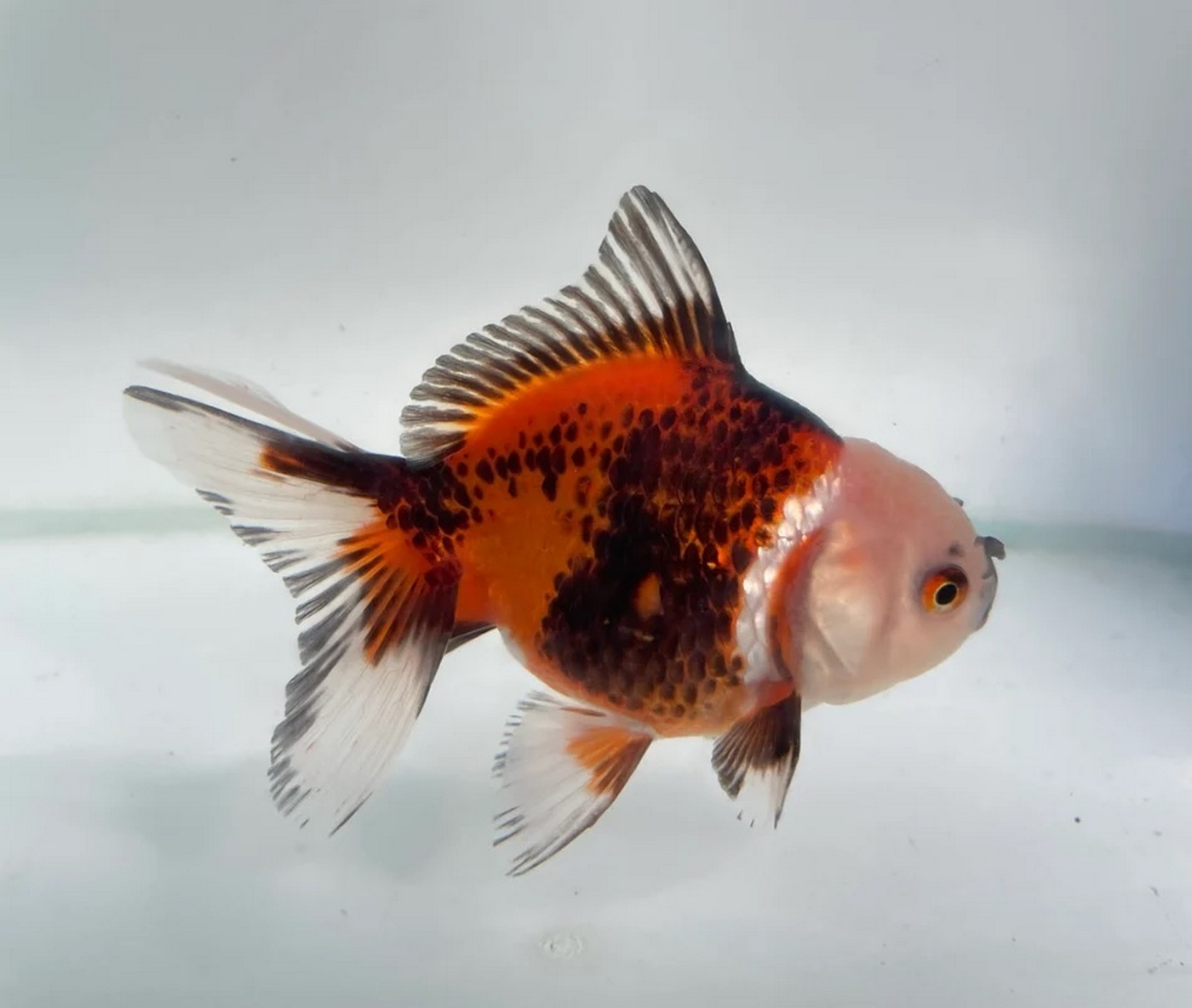 Carassius auratus auratus (Linnaeus, 1758)